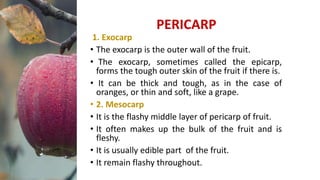 Anatomy and reproductive part of fruit | PPTX