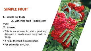 Anatomy and reproductive part of fruit | PPTX