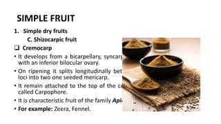 Anatomy and reproductive part of fruit | PPTX
