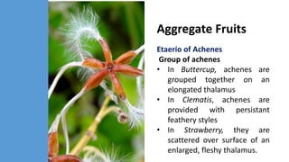 Anatomy and reproductive part of fruit | PPTX