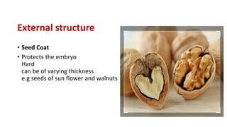 Anatomy and reproductive part of fruit | PPTX