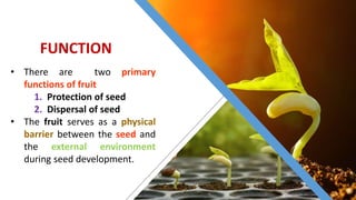 Anatomy and reproductive part of fruit | PPTX