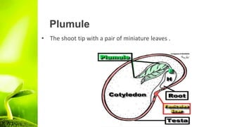 Anatomy and reproductive part of fruit | PPTX