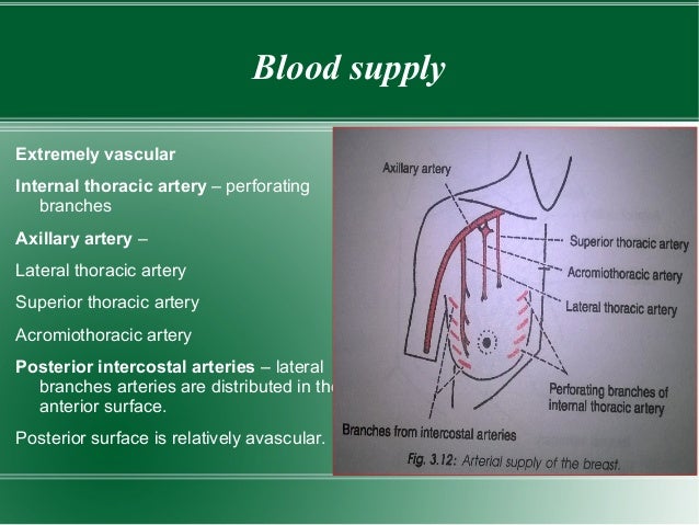 Anatomy and staging breast cancer