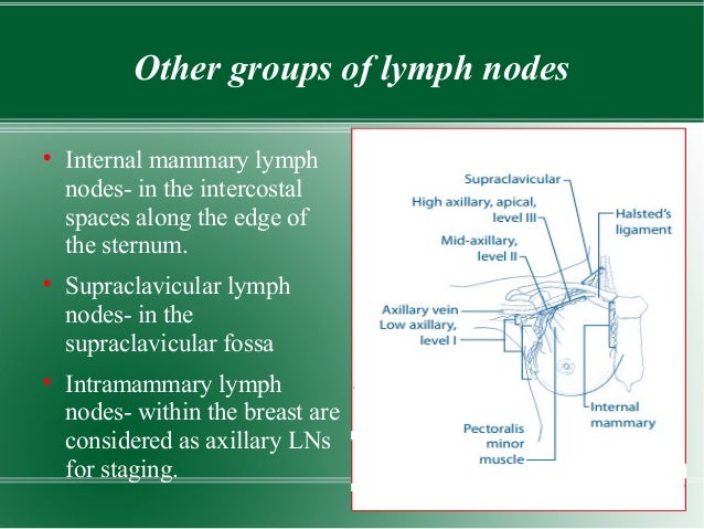 Anatomy and staging breast cancer