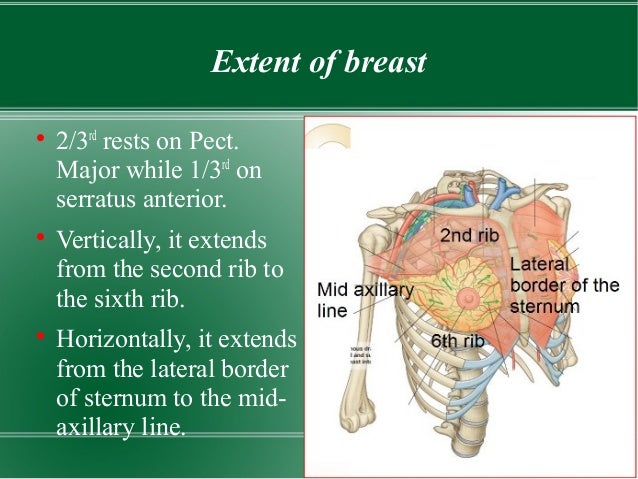 Anatomy and staging breast cancer