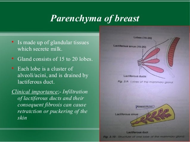 Anatomy and staging breast cancer
