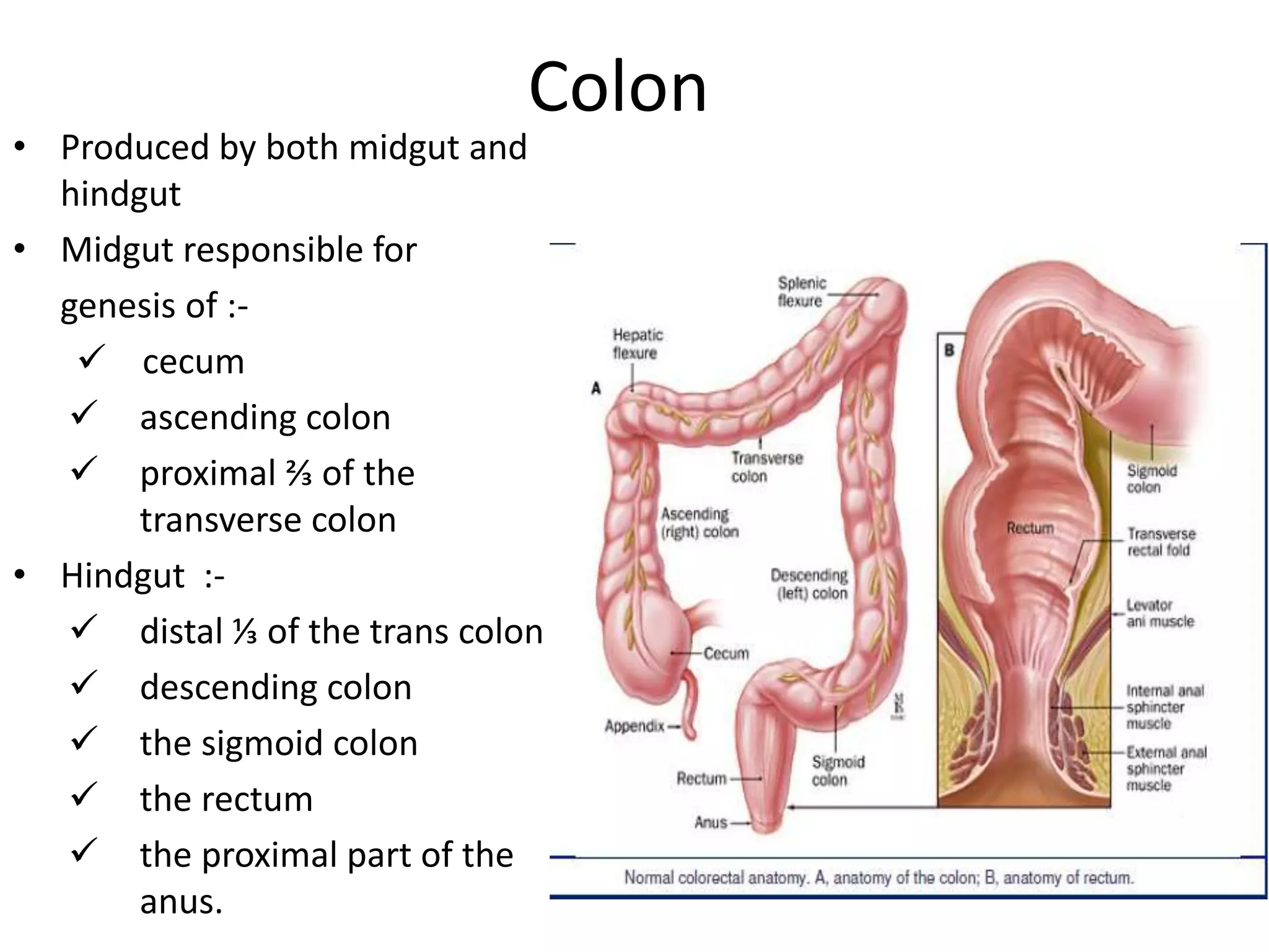 Anatomy and staging of ca colon | PPTX