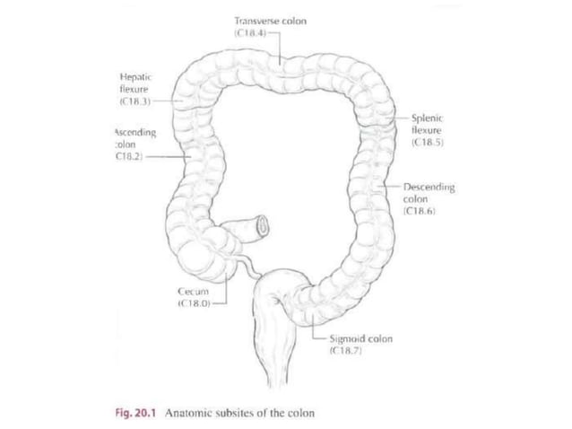 Anatomy and staging of ca colon | PPTX