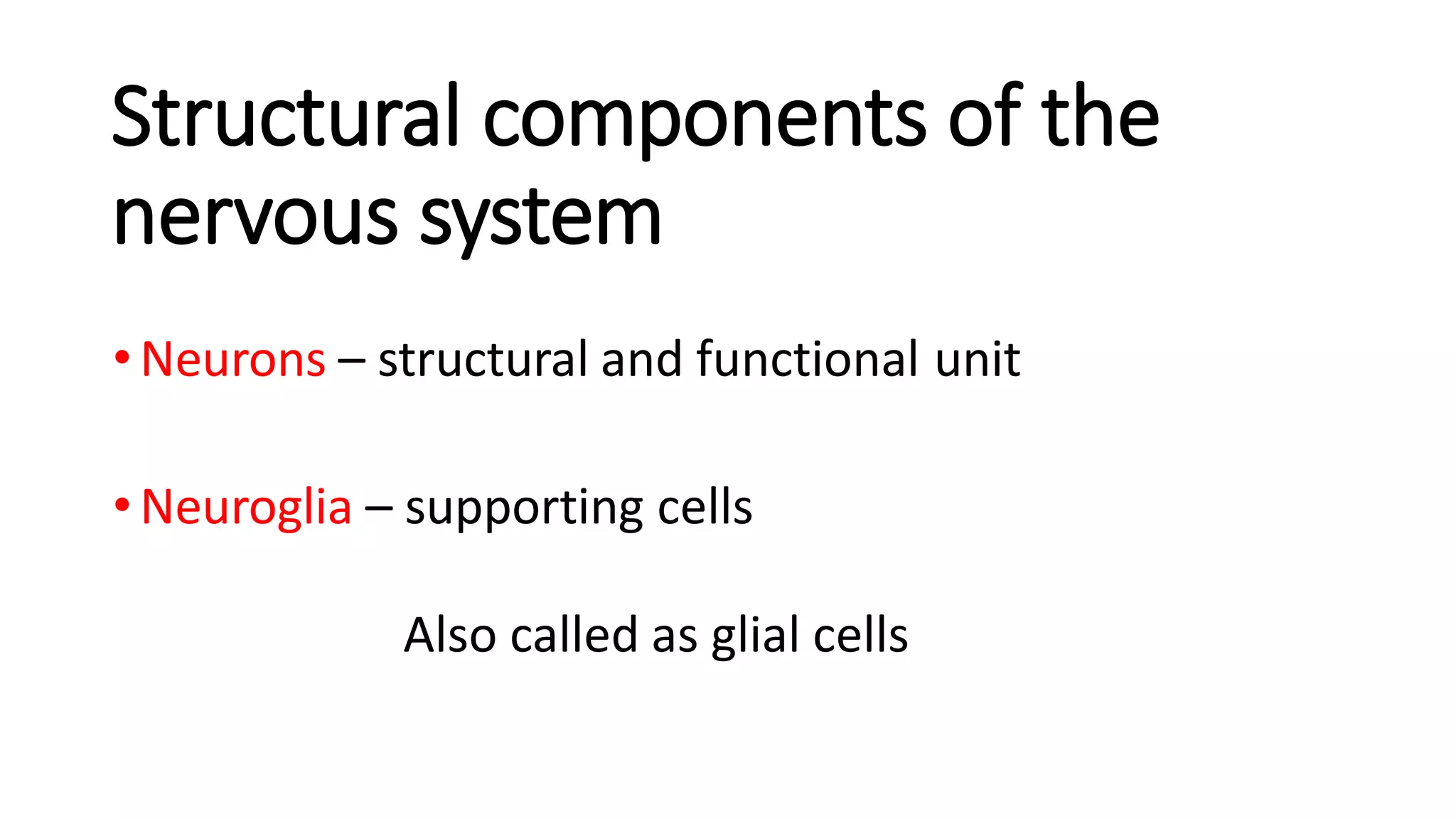 Anatomy and the Physiology of the Nervous System (2).pptx
