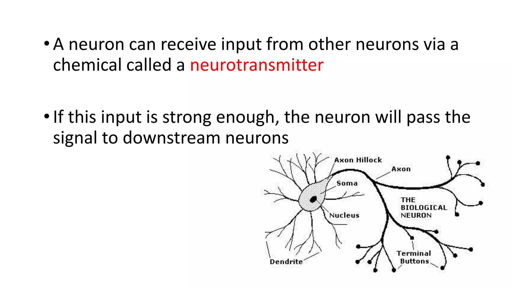 Anatomy and the Physiology of the Nervous System (2).pptx