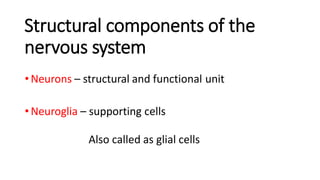 Anatomy and the Physiology of the Nervous System (2).pptx
