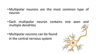 Anatomy and the Physiology of the Nervous System (2).pptx