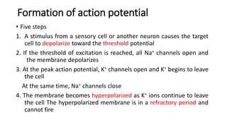 Anatomy and the Physiology of the Nervous System (2).pptx