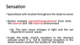 Anatomy and the Physiology of the Nervous System (2).pptx