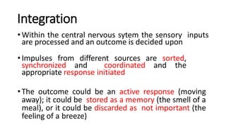 Anatomy and the Physiology of the Nervous System (2).pptx