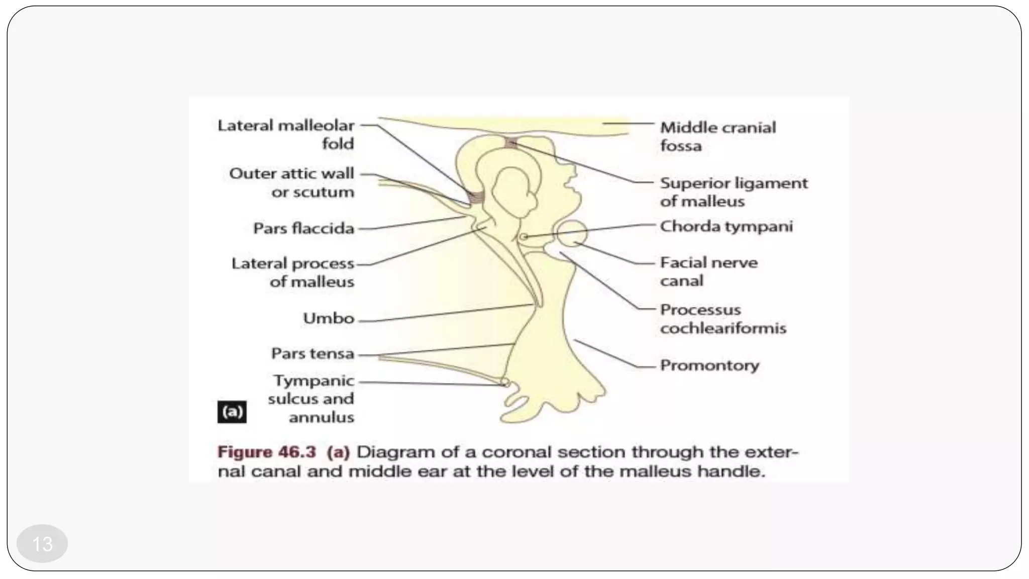 Anatomy and ultrastructure of middle ear | PPTX