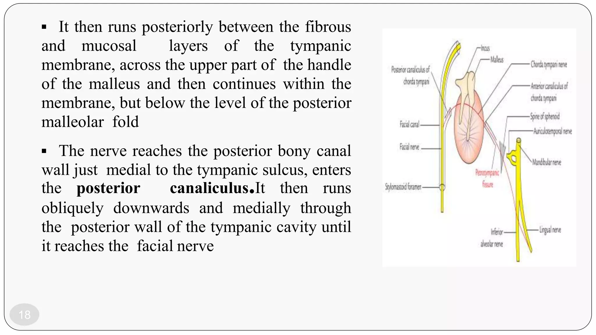 Anatomy and ultrastructure of middle ear | PPTX