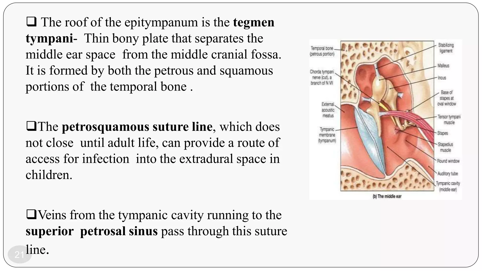 Anatomy and ultrastructure of middle ear | PPTX