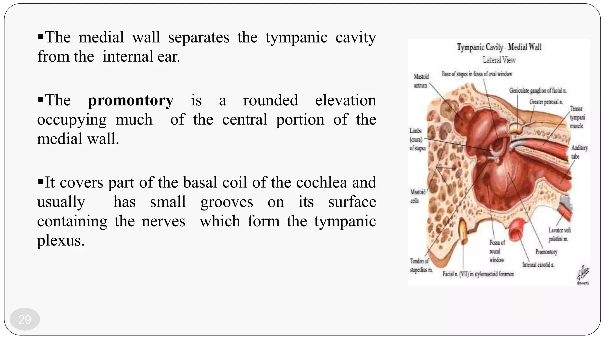 Anatomy and ultrastructure of middle ear | PPTX