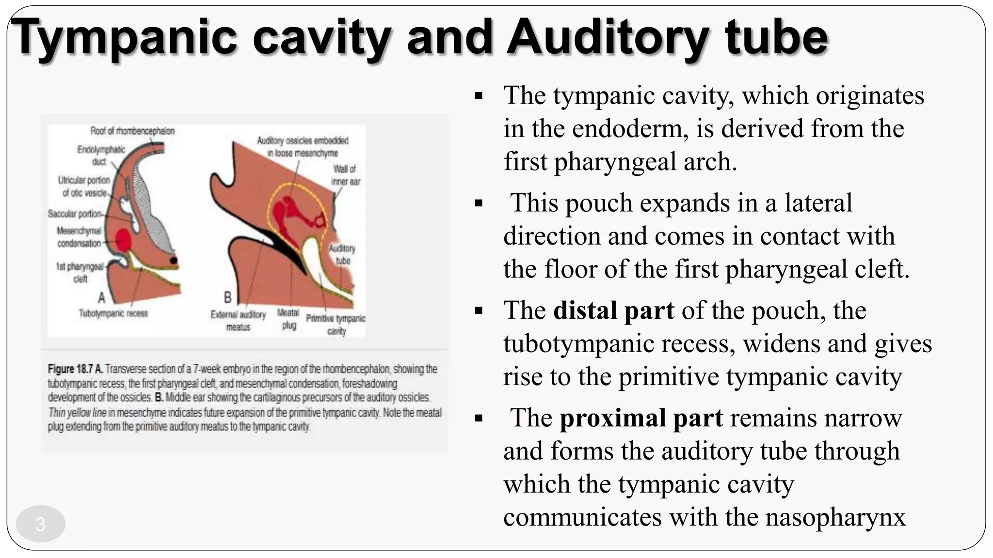 Anatomy and ultrastructure of middle ear | PPTX