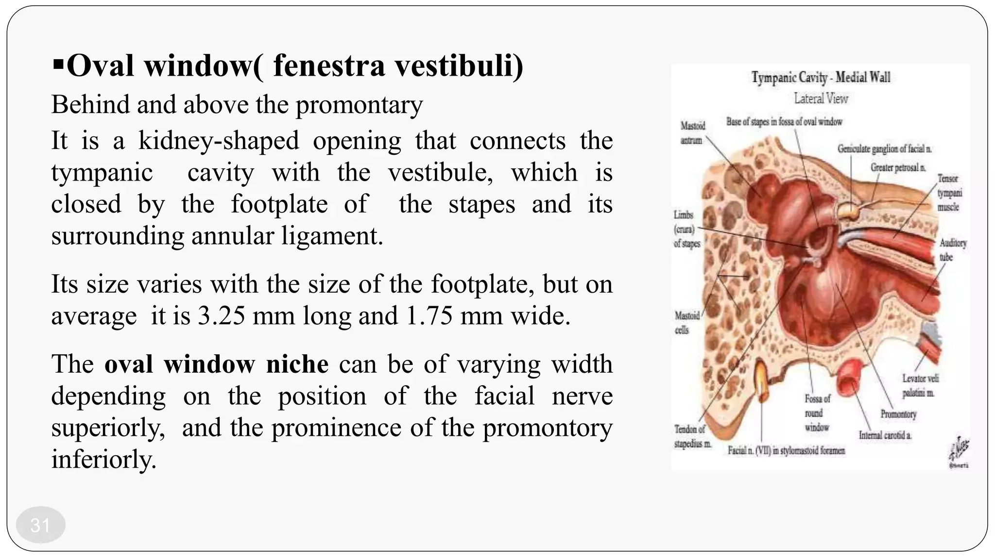 Anatomy and ultrastructure of middle ear | PPTX