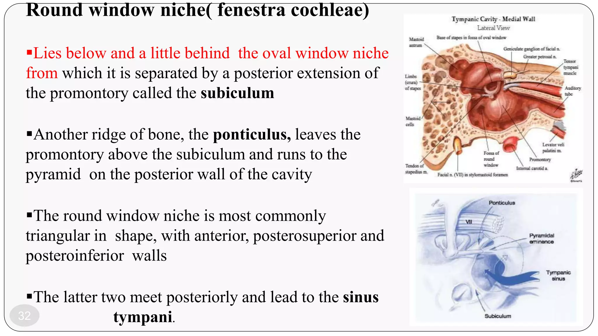Anatomy and ultrastructure of middle ear | PPTX