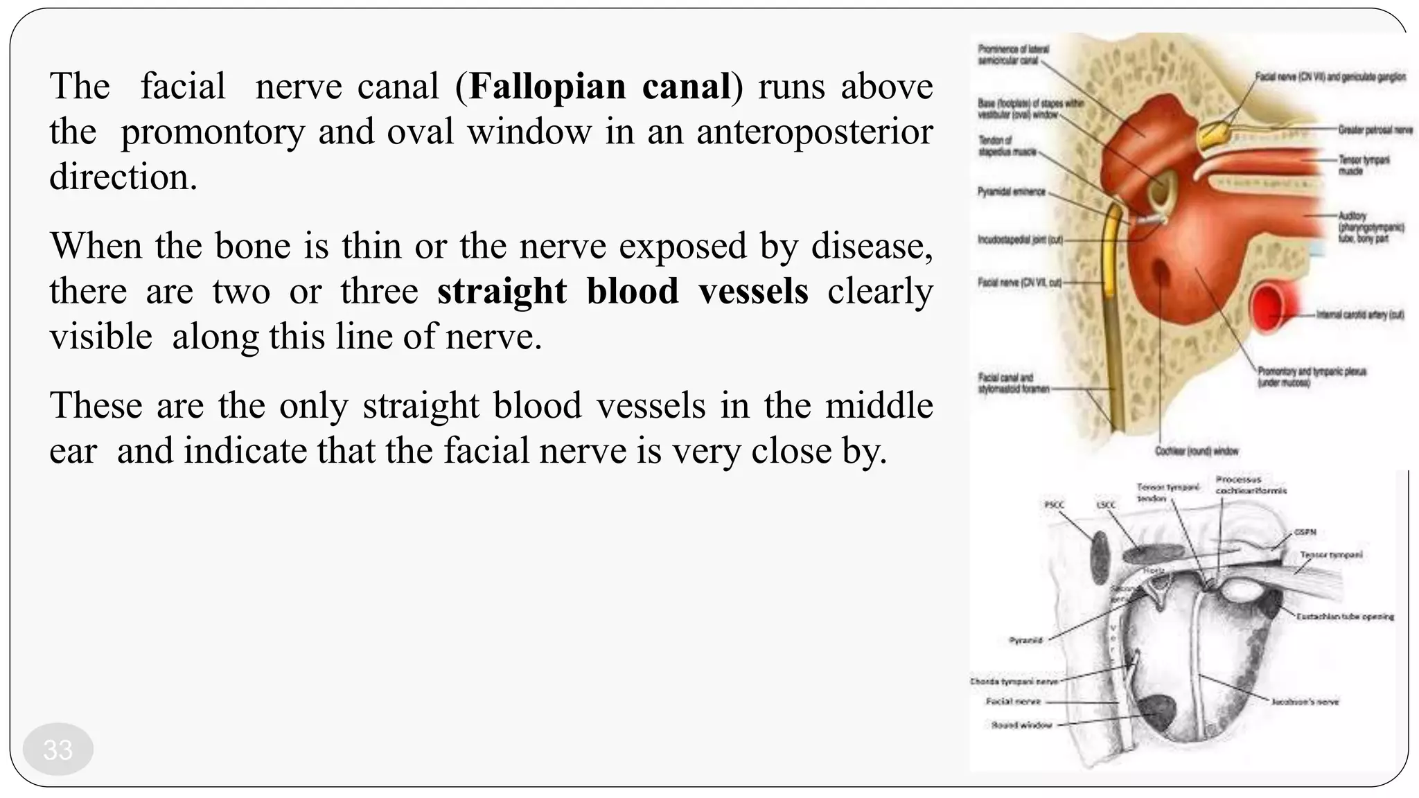 Anatomy and ultrastructure of middle ear | PPTX