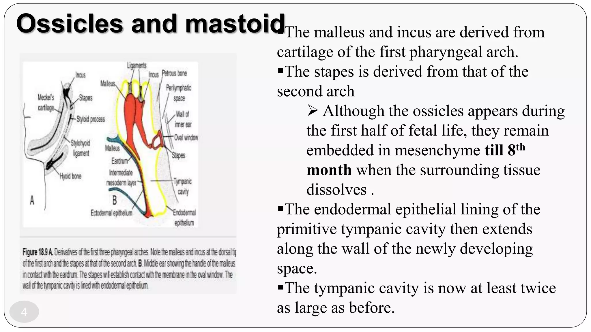 Anatomy and ultrastructure of middle ear | PPTX
