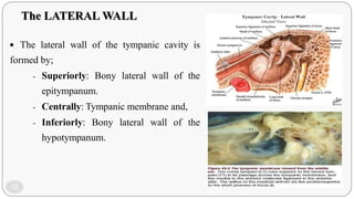 Anatomy and ultrastructure of middle ear | PPTX