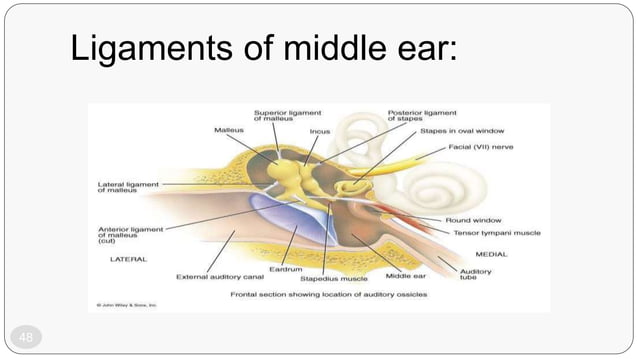 Anatomy and ultrastructure of middle ear | PPTX