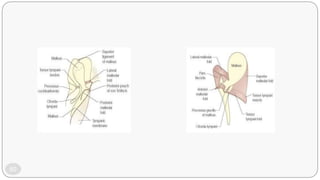 Anatomy and ultrastructure of middle ear | PPTX