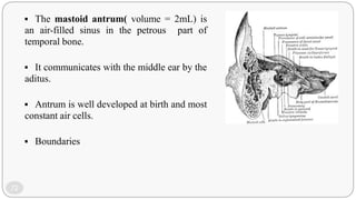 Anatomy and ultrastructure of middle ear | PPTX