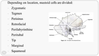 Anatomy and ultrastructure of middle ear | PPTX