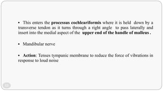 Anatomy and ultrastructure of middle ear | PPT