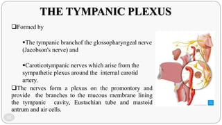 Anatomy and ultrastructure of middle ear | PPT