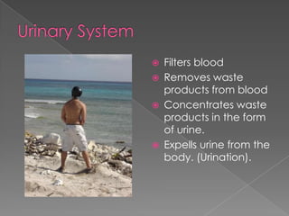 Anatomy as a science! | PPTX