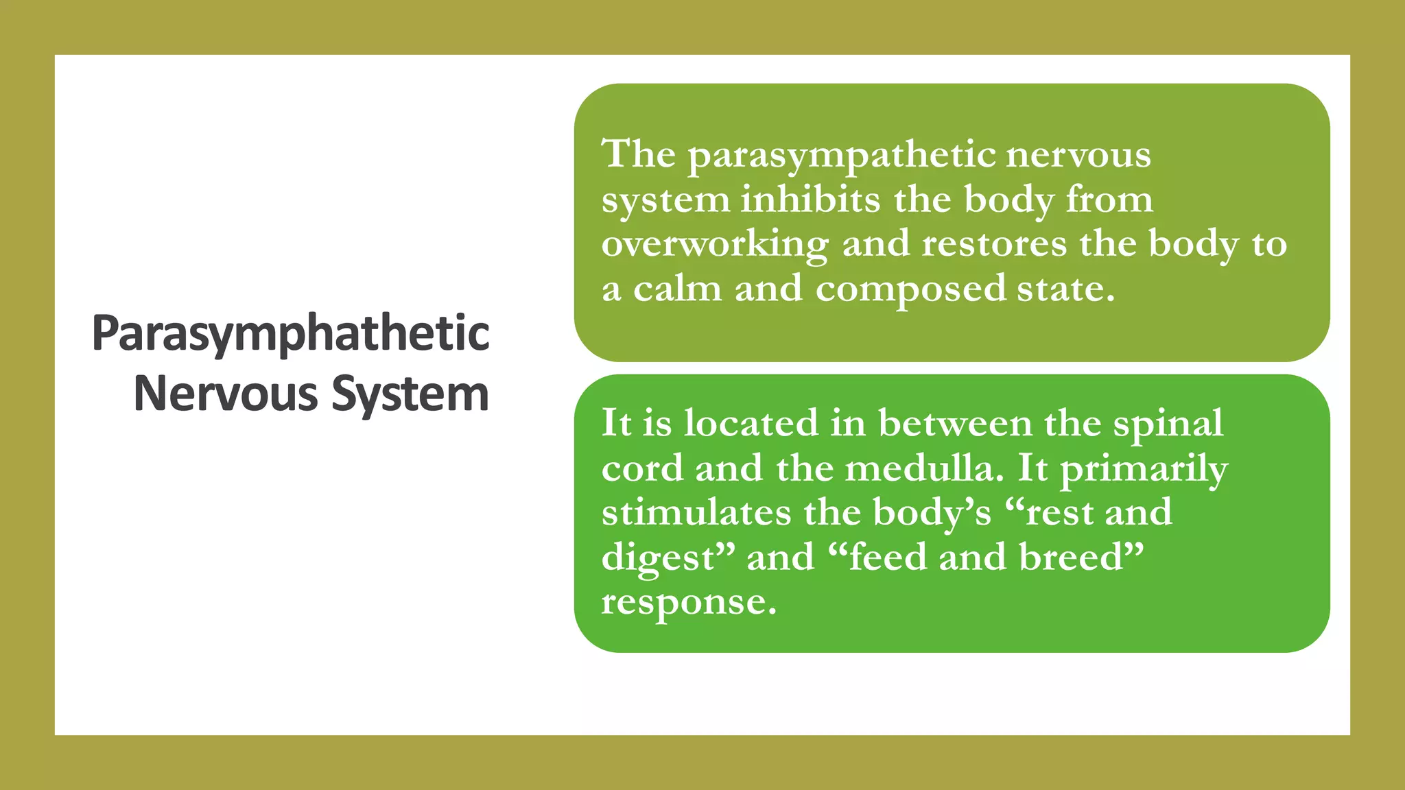 peripheral nervous system | PDF