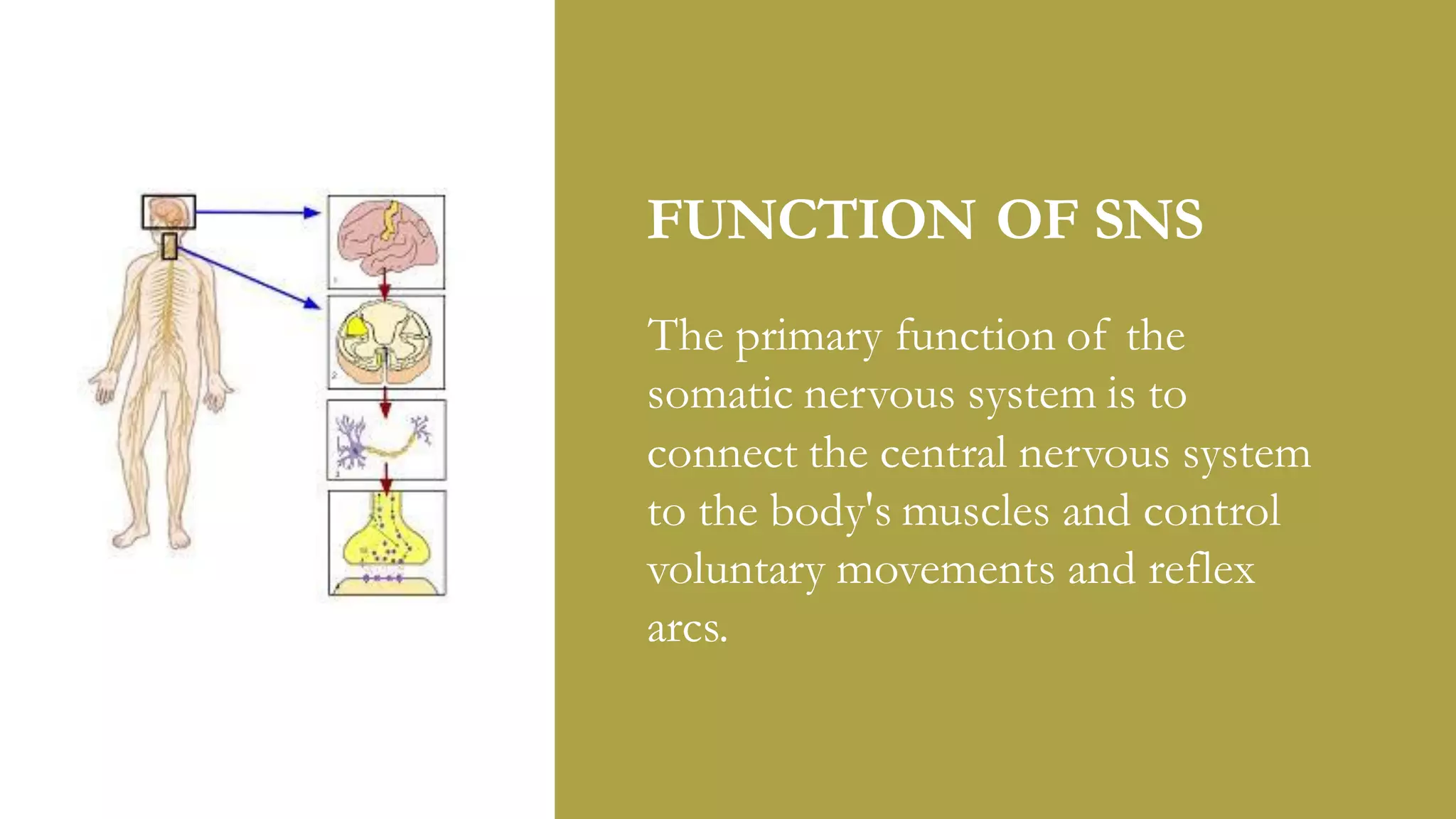 peripheral nervous system | PDF