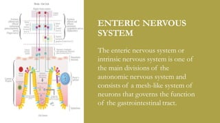 peripheral nervous system | PDF | Brain and Nervous System Disorders ...