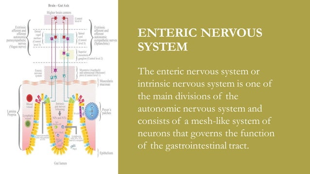 peripheral nervous system | PDF | Brain and Nervous System Disorders ...
