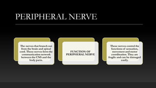 peripheral nervous system | PDF | Brain and Nervous System Disorders ...