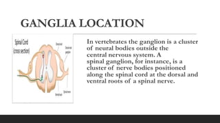 peripheral nervous system | PDF | Brain and Nervous System Disorders ...