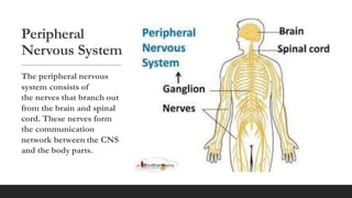 peripheral nervous system | PDF | Brain and Nervous System Disorders ...