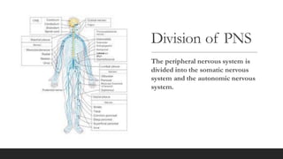 peripheral nervous system | PDF | Brain and Nervous System Disorders ...