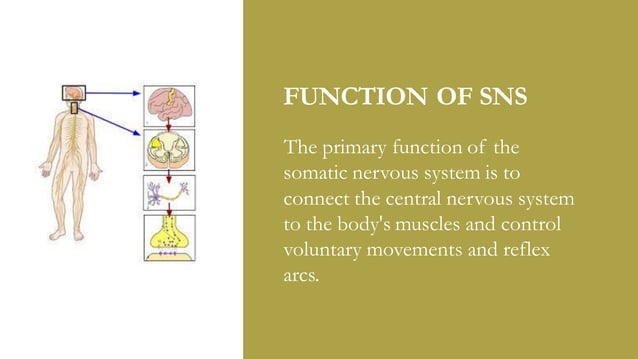 peripheral nervous system | PDF | Brain and Nervous System Disorders ...