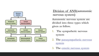 peripheral nervous system | PDF