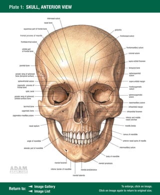 Anatomy atlas | PDF