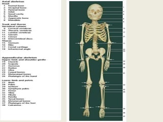 Anatomical terminoology | PPTX