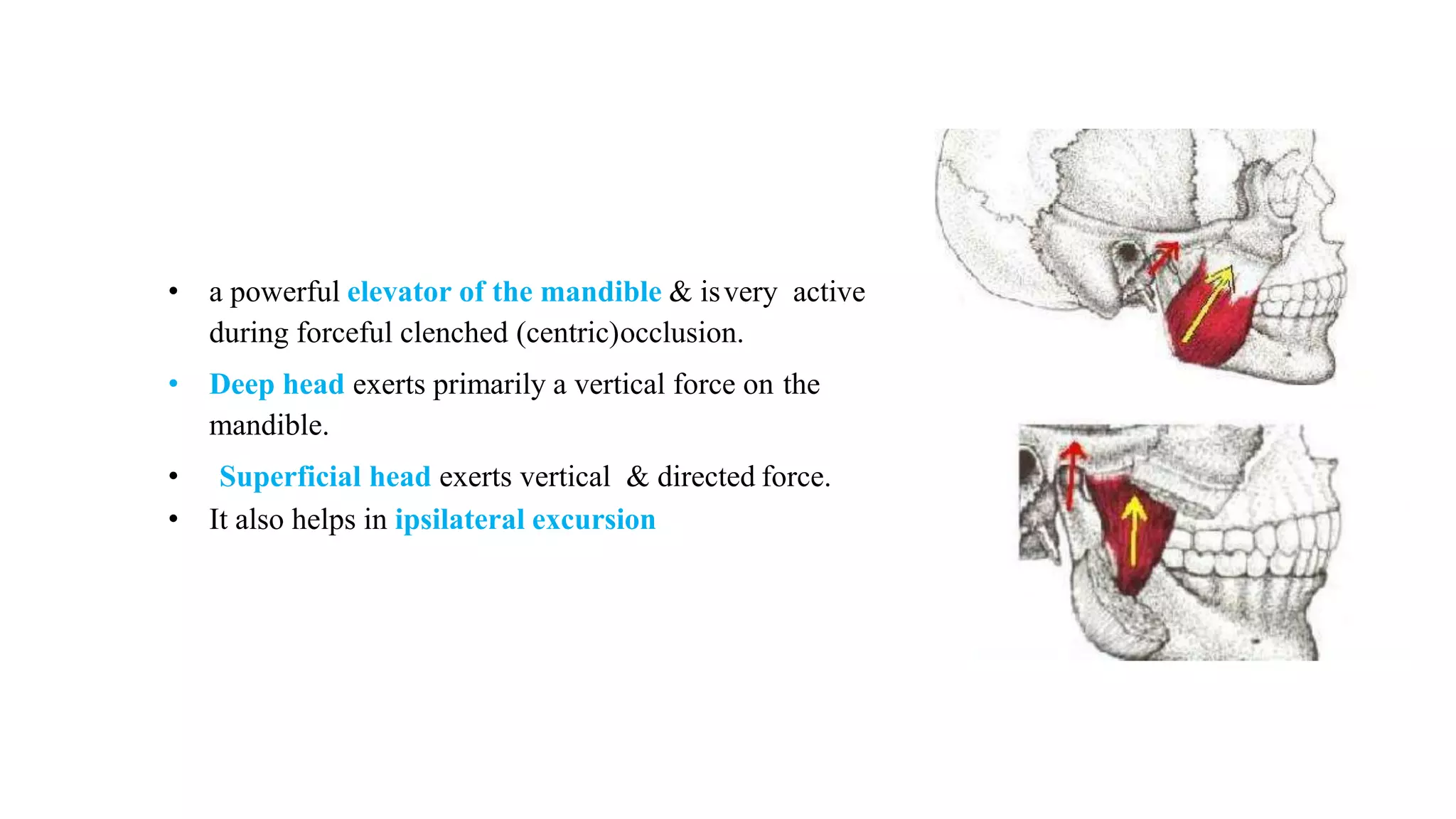 muscles of mastication | PPT